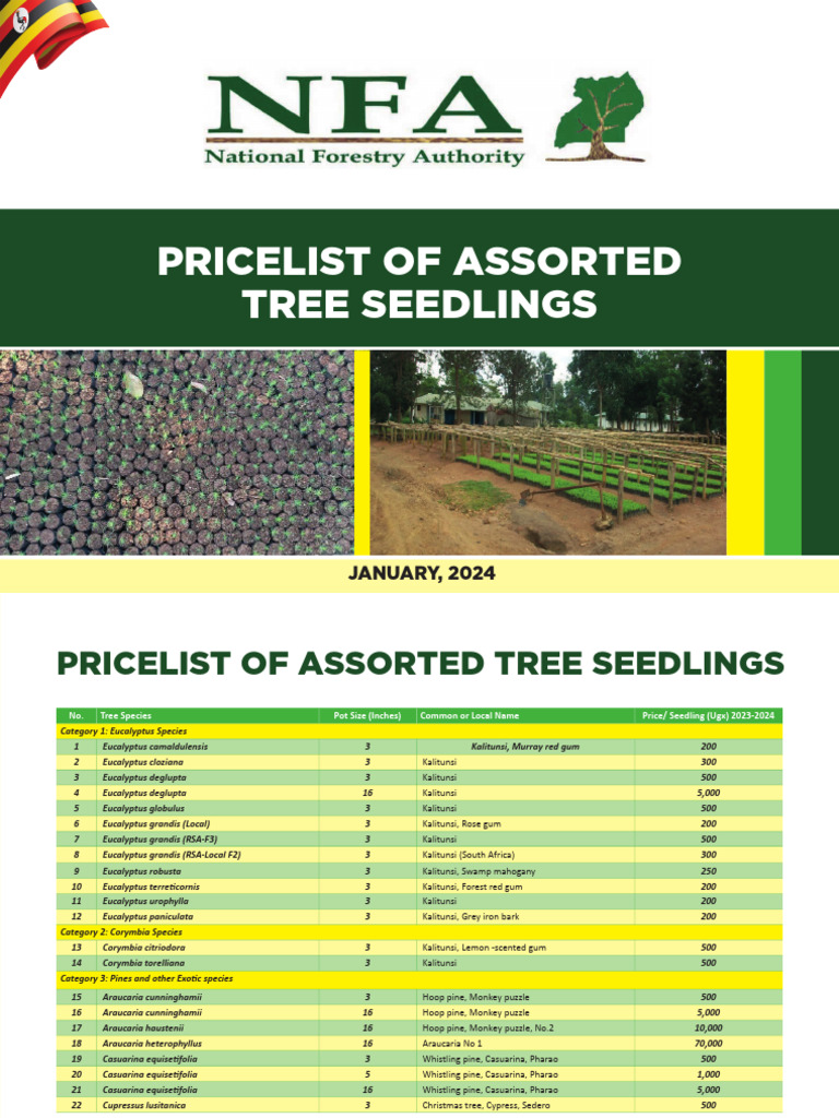 Tree Seedlings Price List 2024 | PDF | Eucalyptus | Plants
