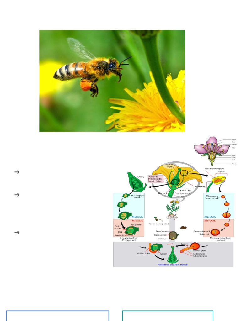 Sexual Reproduction Male and Female Gamete | PDF | Pollen | Plant ...