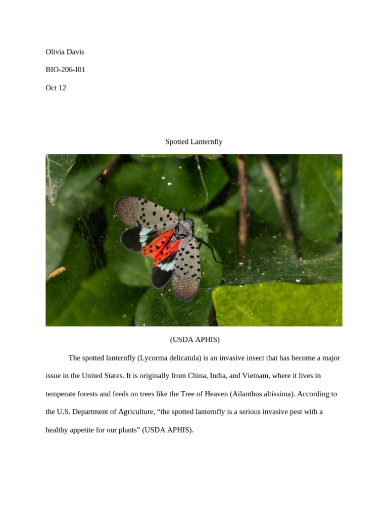 Spotted Lanternfly: Invasive Pest Overview | PDF | Insects | Agriculture