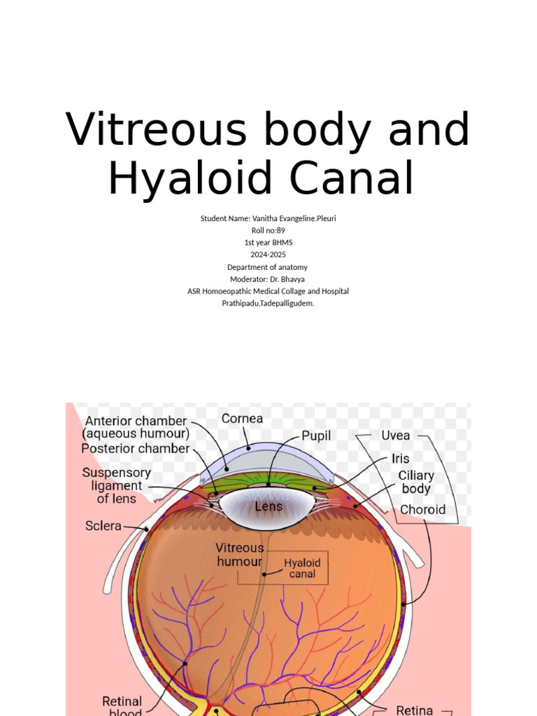 Vanitha-Vitreous Body a-WPS Office | PDF | Anatomy | Human Eye