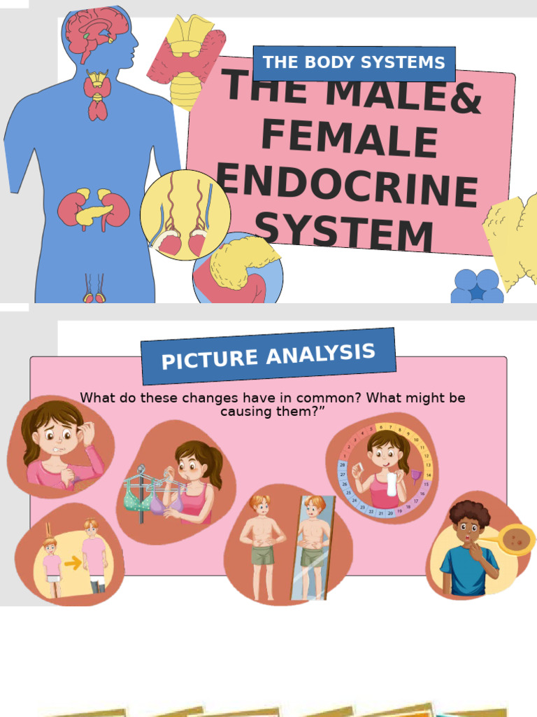 The Male and Female Endocrine System | PDF | Menstrual Cycle ...