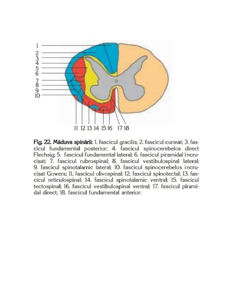 Raporturi Fascicule Fig 22 Corint | PDF