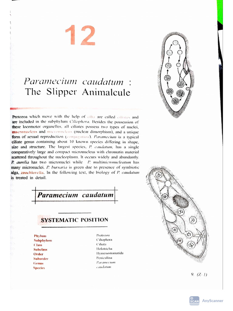 Paramecium | PDF