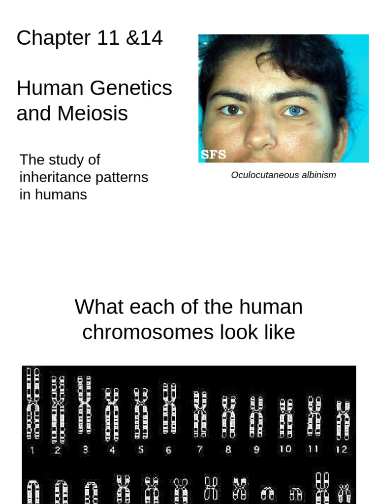 Humangenetics Meiosis | PDF | Meiosis | Dominance (Genetics)