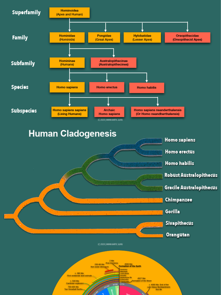 Human Evolution Timelinmes | PDF | Homo | Hominidae