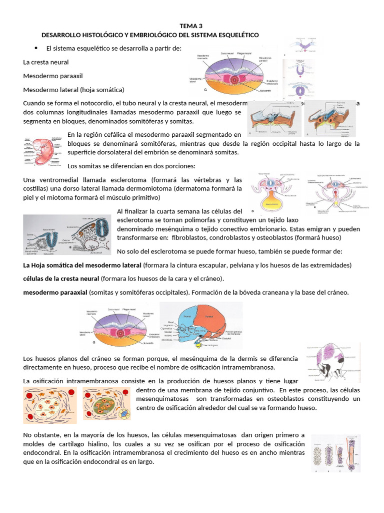 TEMA 3 Sistema Esqueletico | PDF | Vértebra | Cráneo