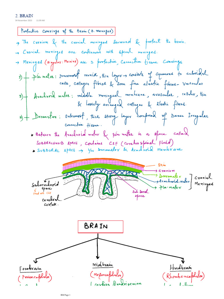 Brain | PDF