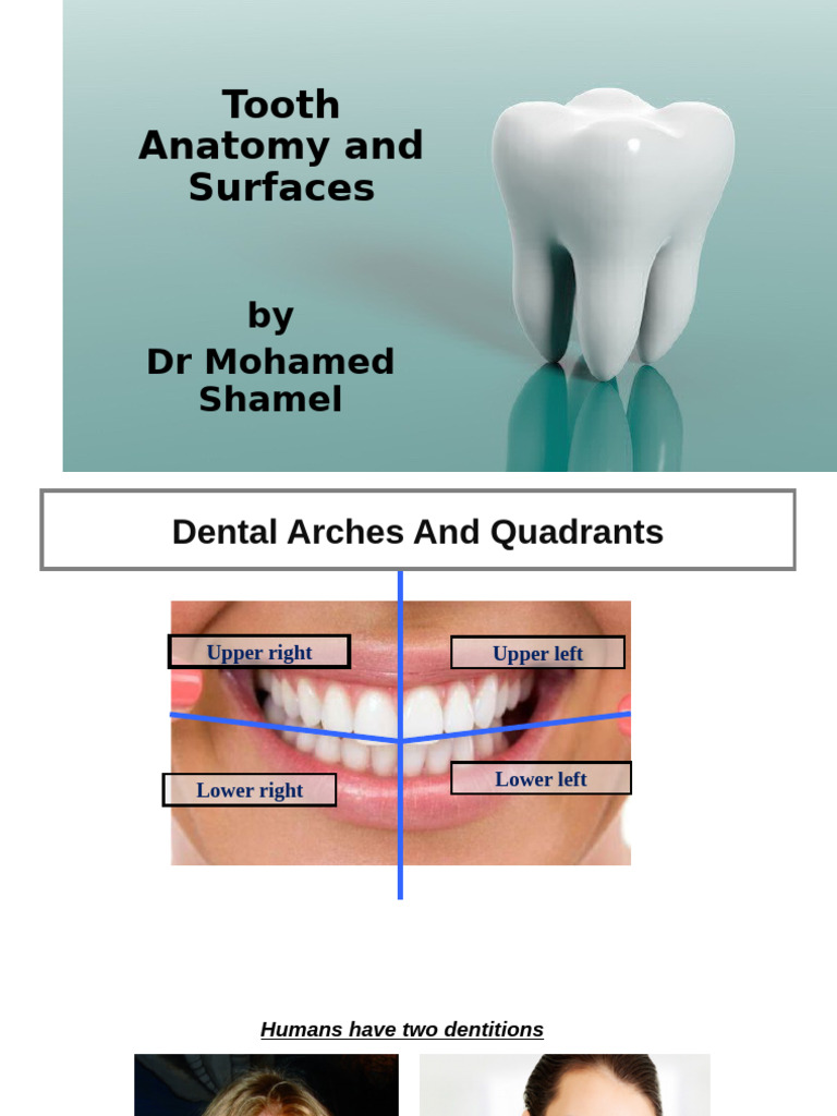 Tooth Anatomy and Surfaces Explained | PDF | Dental Anatomy | Tooth
