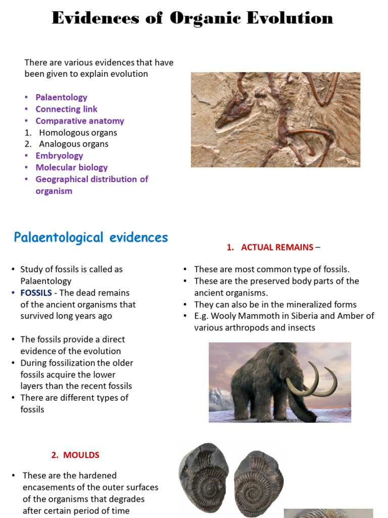 Evidences of Organic Evolution | PDF | Homology (Biology) | Birds
