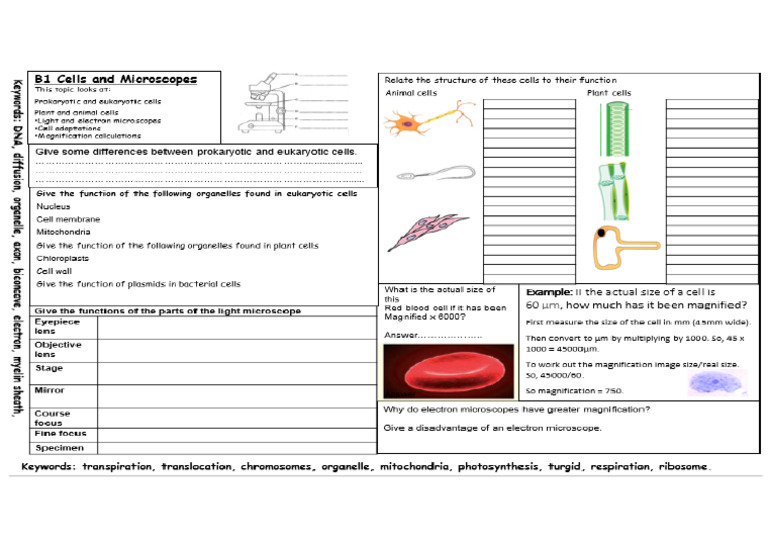 B1 Topic 1 Cells and Microscopes | PDF