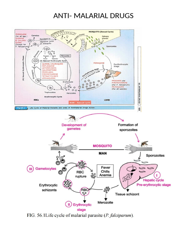 Antimalarial Drugs and Their Uses | PDF | Malaria | Medical Specialties