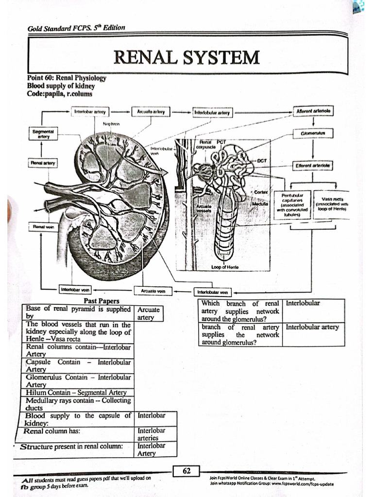 Renal-Gold Standard Fcps | PDF