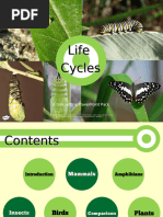 Lizard Life Cycle Stages Explained | PDF