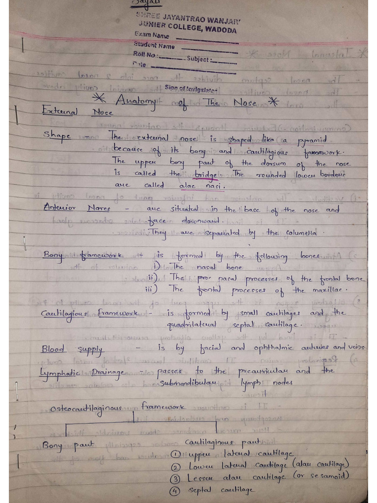 Nose | PDF