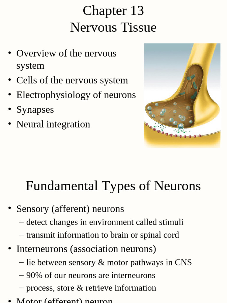 Nervous Tissue: Neurons and Synapses Overview | PDF | Axon | Chemical ...