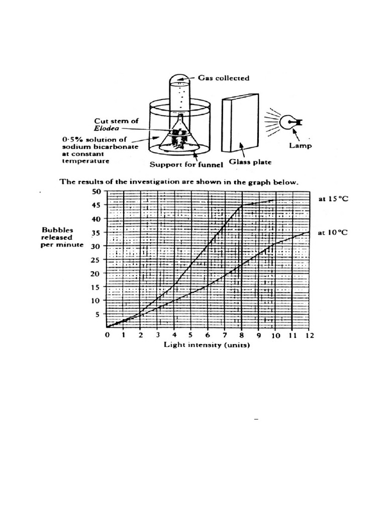 Photosynthesis Rate Lab Analysis | PDF