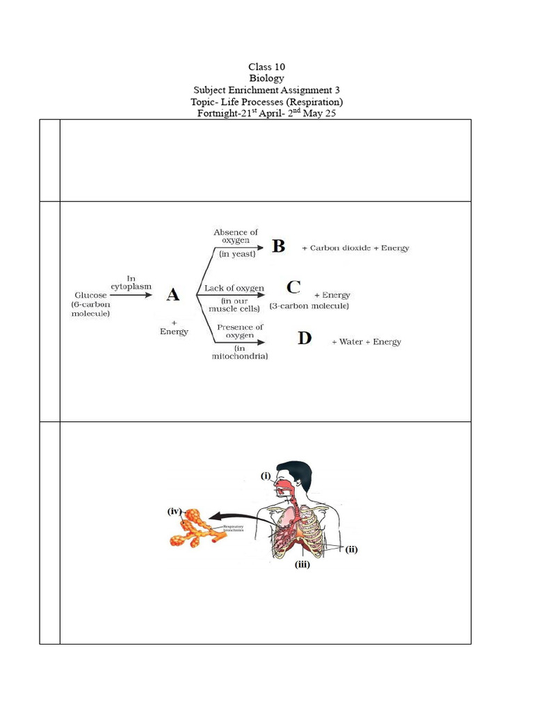 Class 10 Biology: Life Processes Assignment | PDF | Breathing | Oxygen