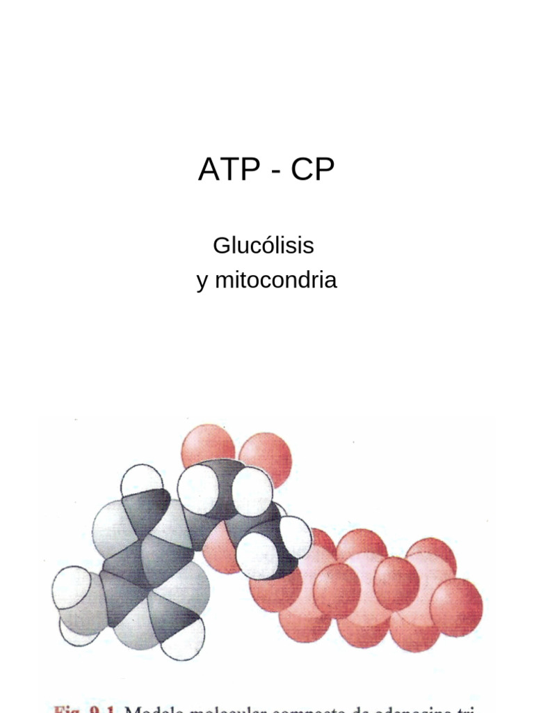 ATP - CP, Glucólisis y Mitocondria | PDF
