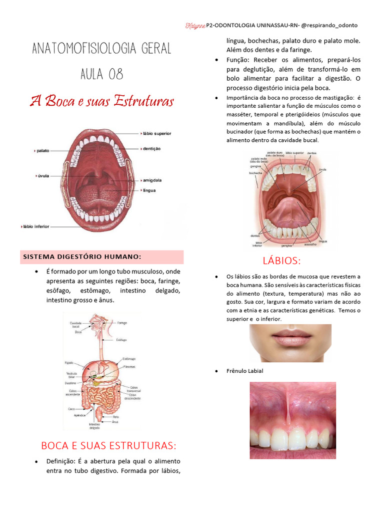 Estruturas da Boca e Funções Digestivas | PDF | Boca | Língua