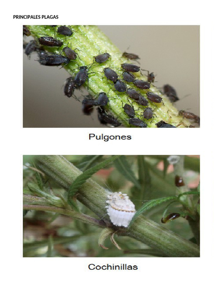 Principales Plagas | PDF