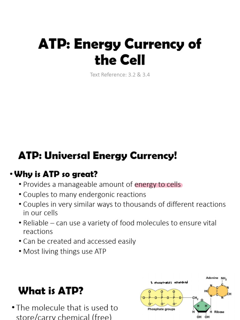 ATP and Energy From Food - Student | PDF | Adenosine Triphosphate ...