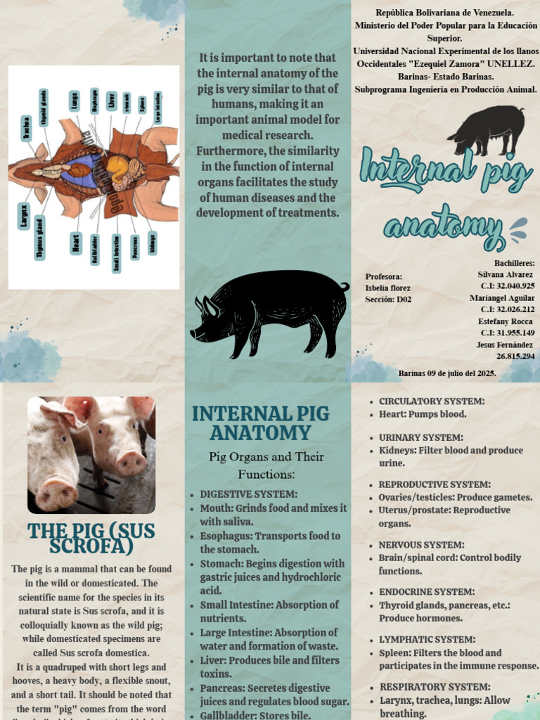 Anatomía Interna Cerdo Tríptico - 20250708 - 153314 - 0000 | PDF ...