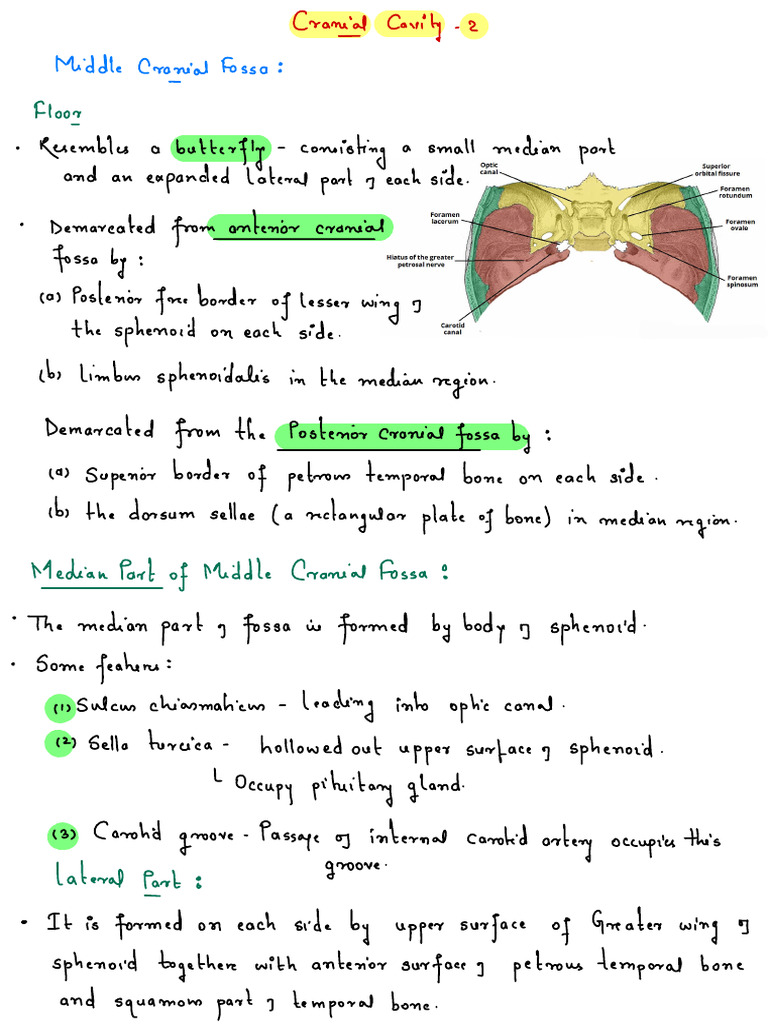 Cranial Cavity - 2 | PDF | Human Anatomy | Musculoskeletal System