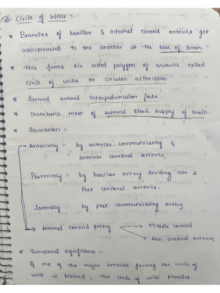 Anatomy INT-3 P-I | PDF