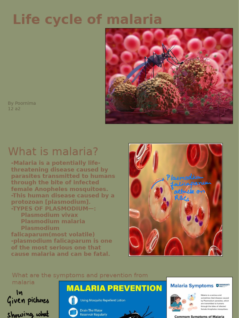 Presentation 3 | PDF
