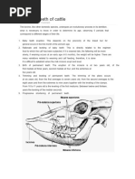Aging Cattle by Dentition Guide | PDF | Tooth | Dentistry