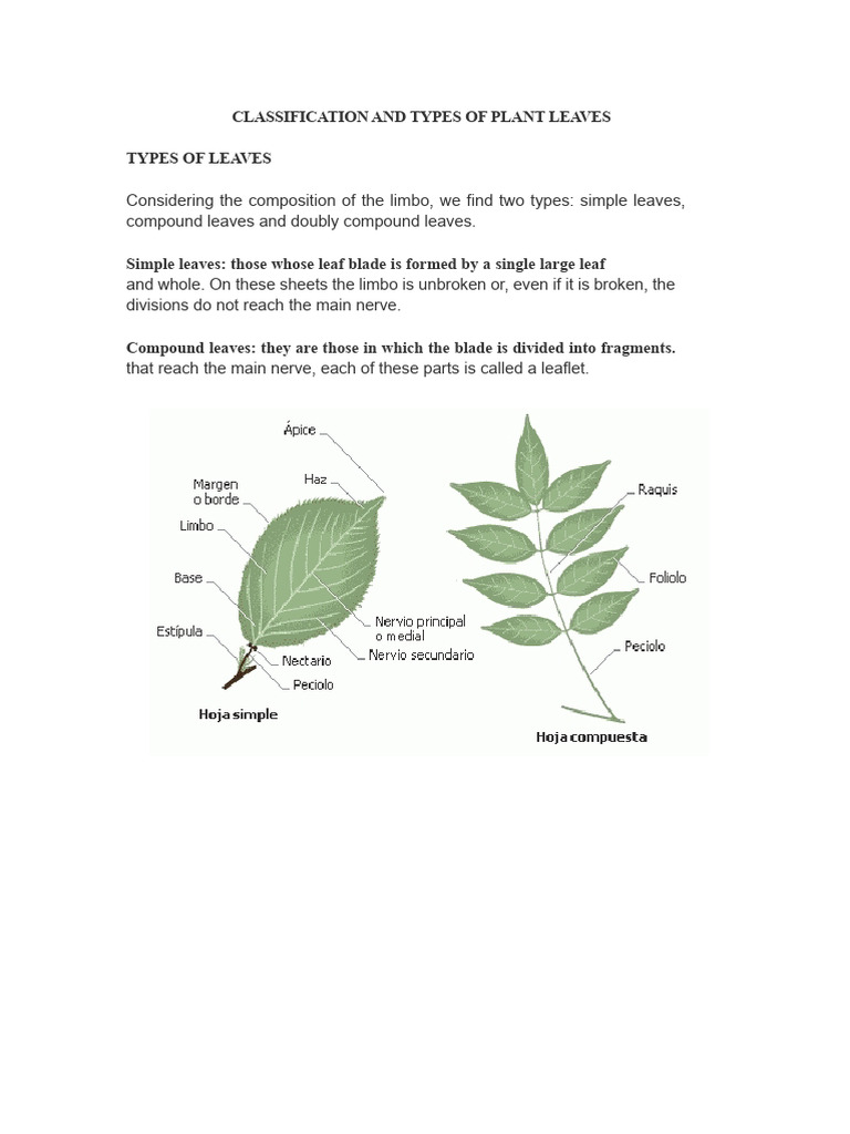 Classification and Types of Leaves | PDF