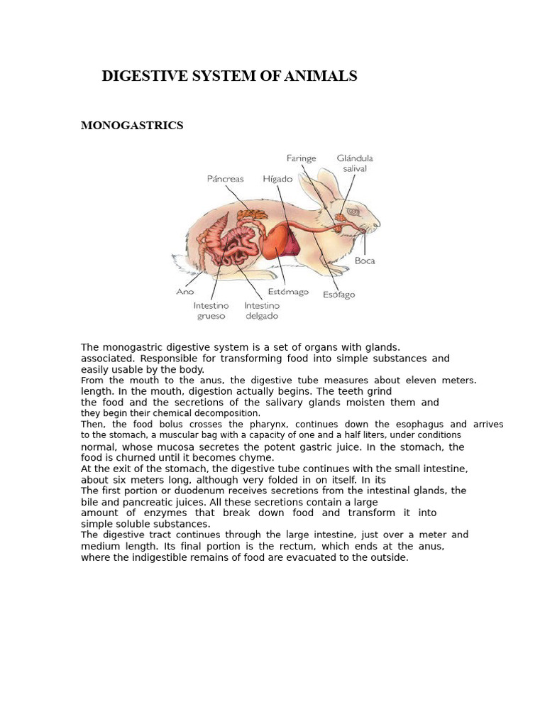 Animal Digestive Systems Explained | PDF | Human Digestive System ...