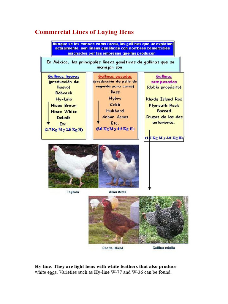 Commercial Lines of Laying Hens | PDF | Chicken | Holarctic Birds