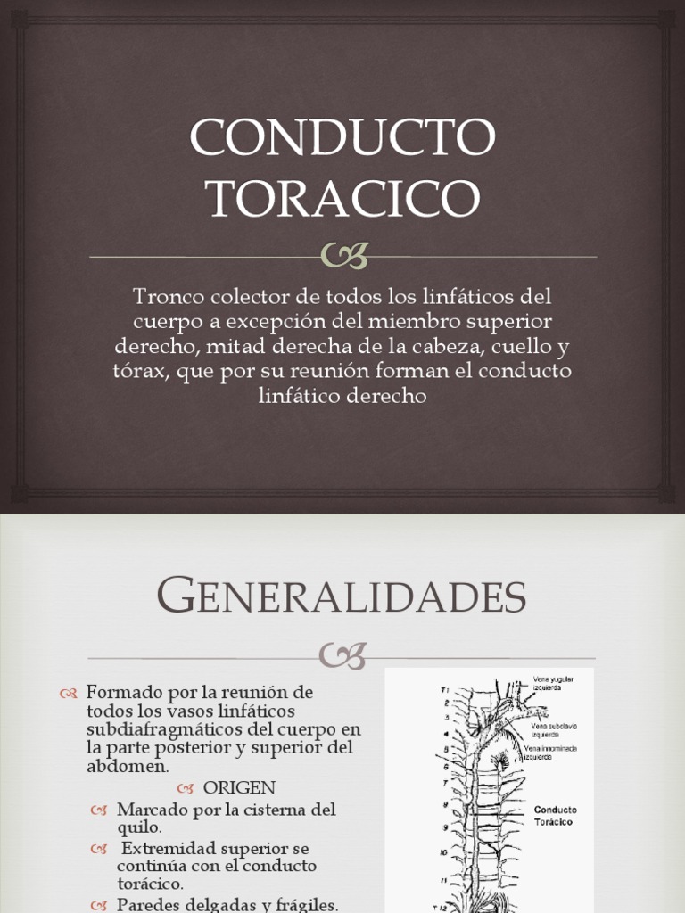 Conducto Toracico | PDF | Aorta | Tórax