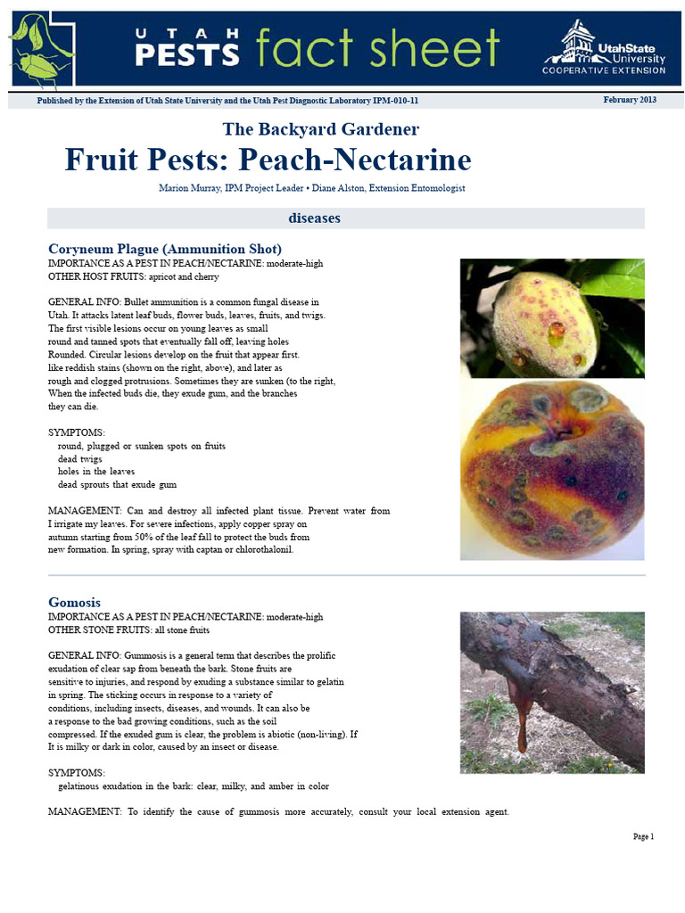 Peach and Nectarine Pest Management Guide | PDF | Peach | Pest (Organism)