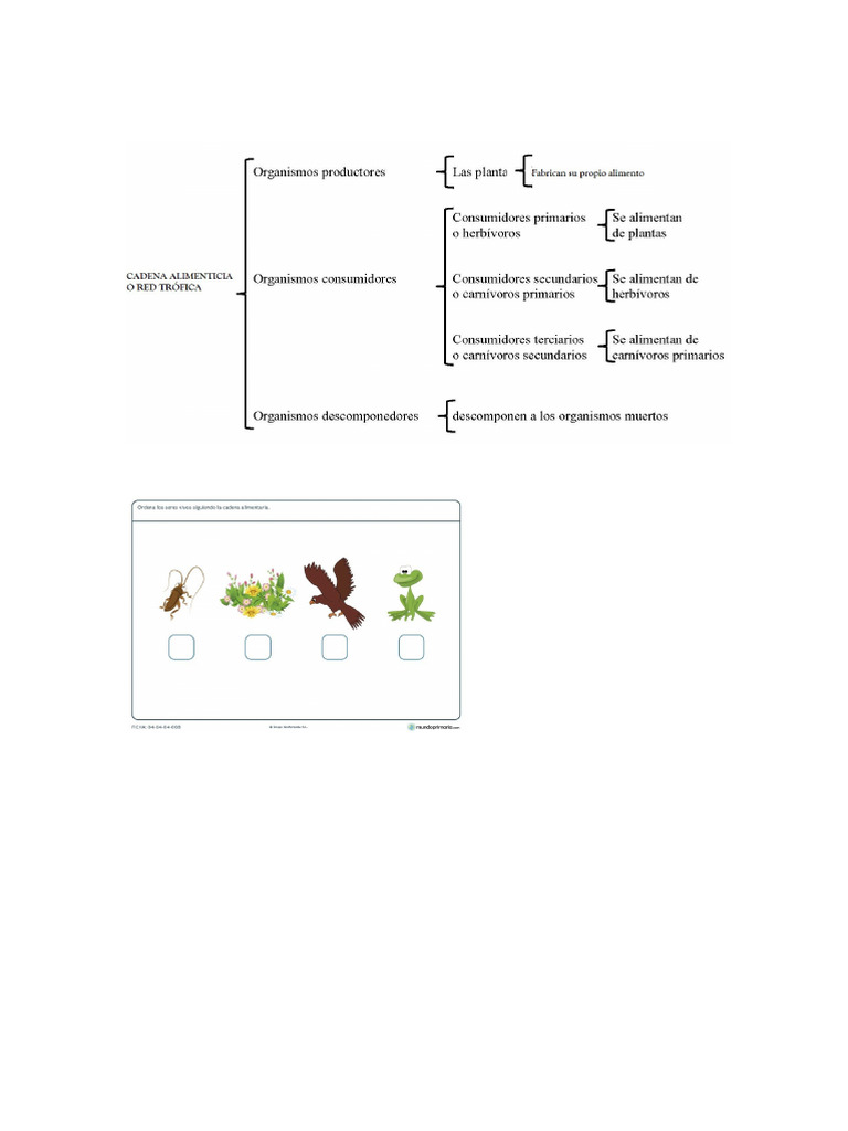 food chain activities | PDF | Predation | Foods