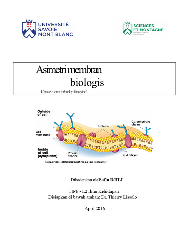 Asimetri Membran Biologis dan Fungsi Sel | PDF