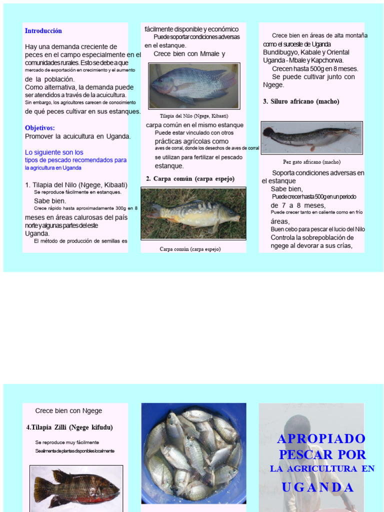 Mejores peces para acuicultura en Uganda | PDF | Agricultura | Acuicultura