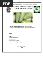 Pechay Cultivation Guide | PDF | Plants | Horticulture