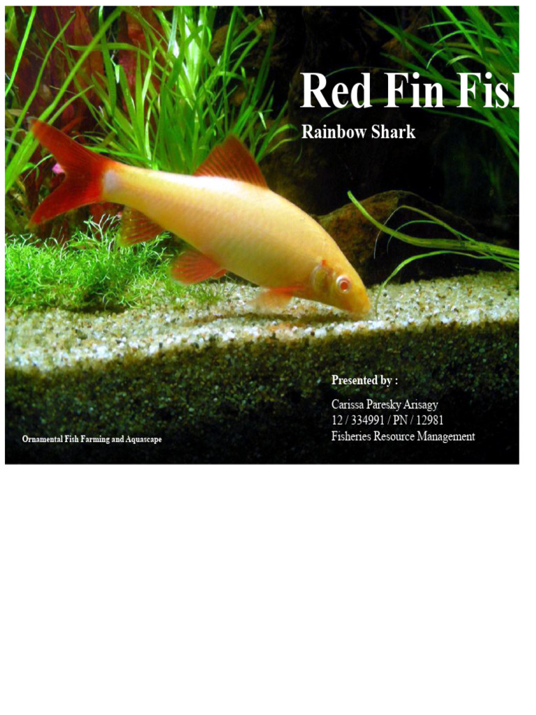 Presentation of Redfin Shark Fish - Carissa Paresky A - 12981 | PDF