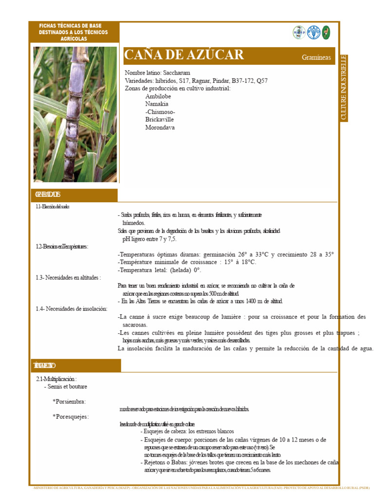 Guía Técnica para Cultivo de Caña de Azúcar | PDF | Caña de azúcar ...