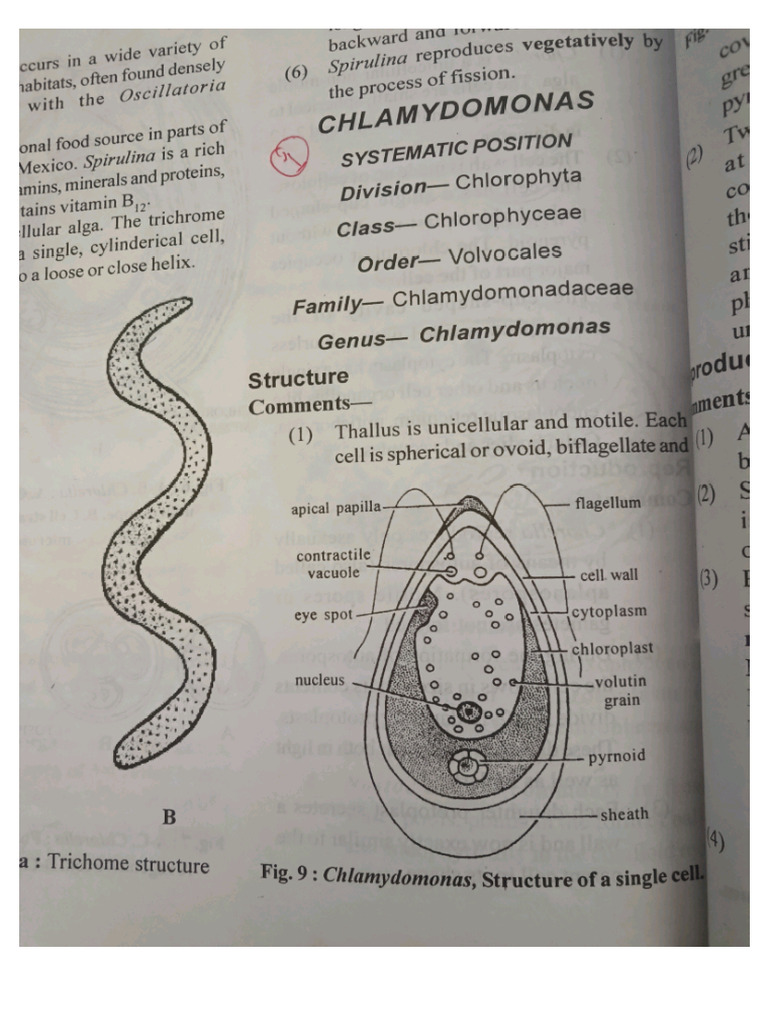 Botany Project File | PDF