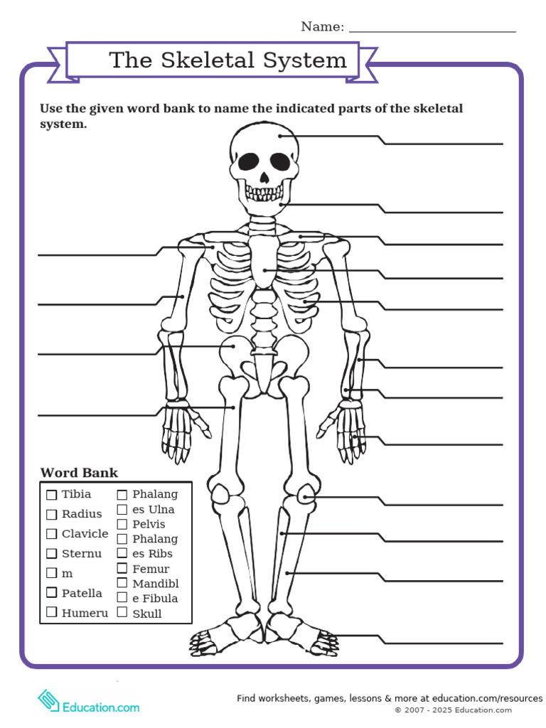 Skeletal System Quiz | PDF