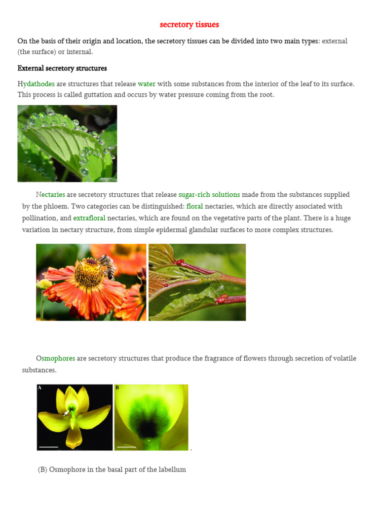 Types of Plant Secretory Tissues | PDF