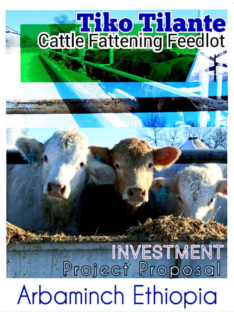 Tiko Feedlot Final | PDF | Meat | Intensive Farming