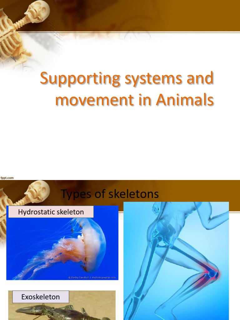 Supporting Systems and Movement in Animals | PDF | Skeleton | Vertebra