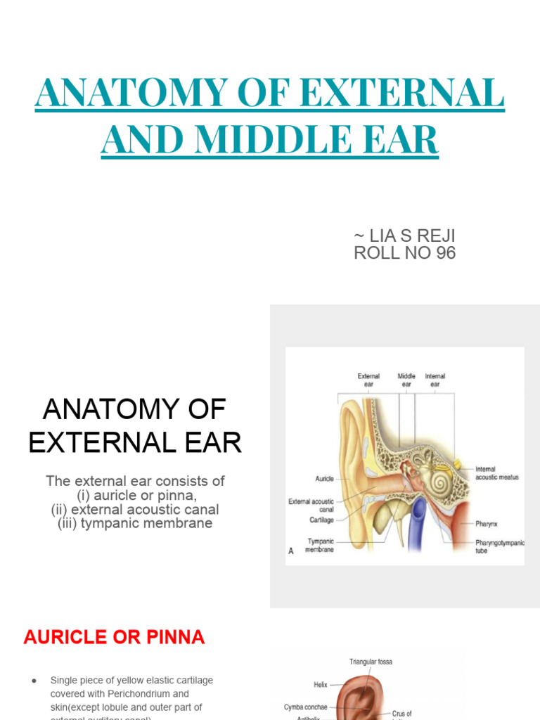 Anatomy of External and Middle Ear | PDF | Ear | Sensory Organs