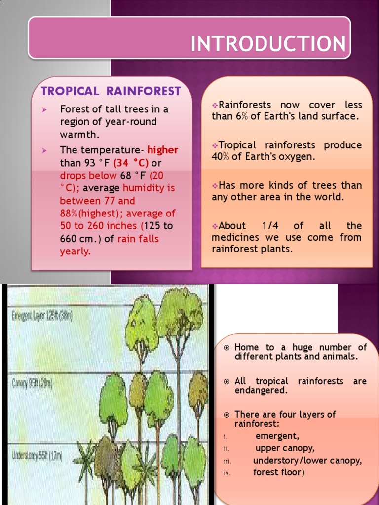 Edited Tropical Rain Forest Group 7 | PDF | Rainforest | Trees