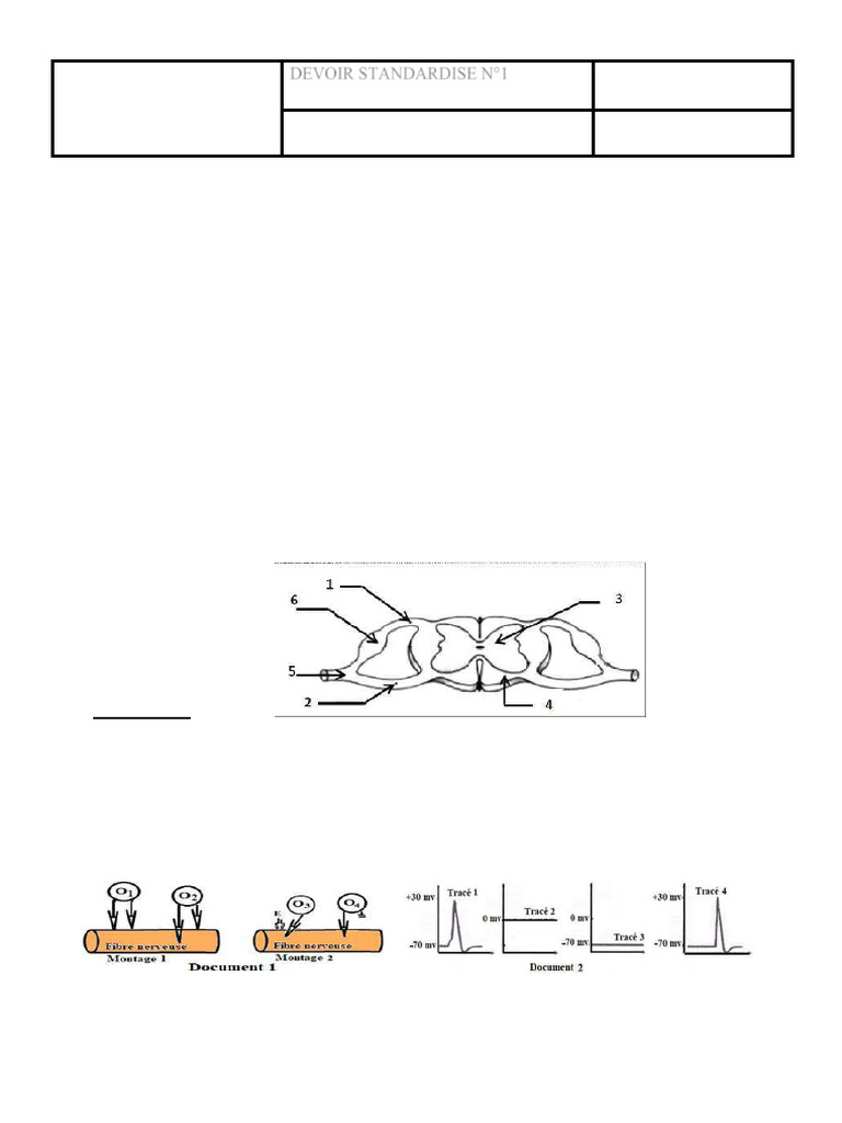 Devoir 1 TS2 Labsy 2024 | PDF | Système nerveux | Nerf