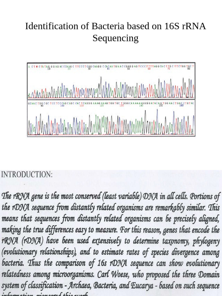 16S rRNA Sequencing for Bacterial Identification | PDF | Bacteria ...